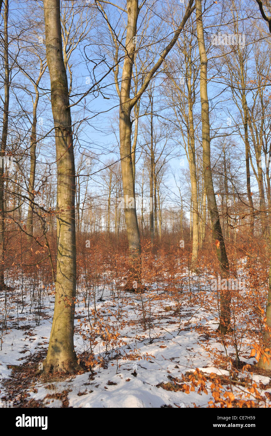 beech forest in winter Stock Photo - Alamy