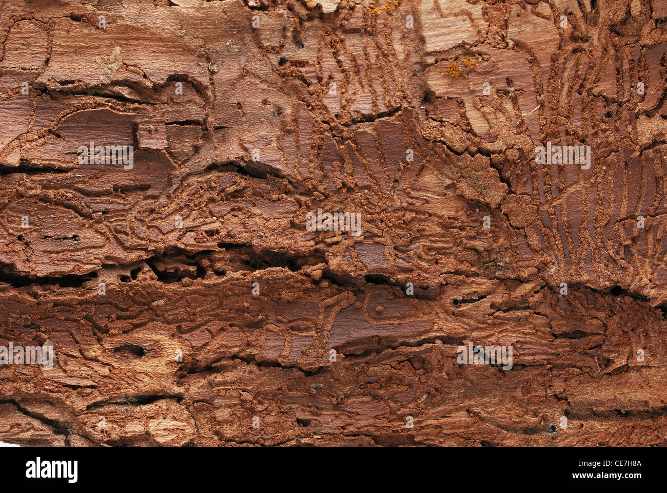 Tree bark texture background horizontal Stock Photo - Alamy
