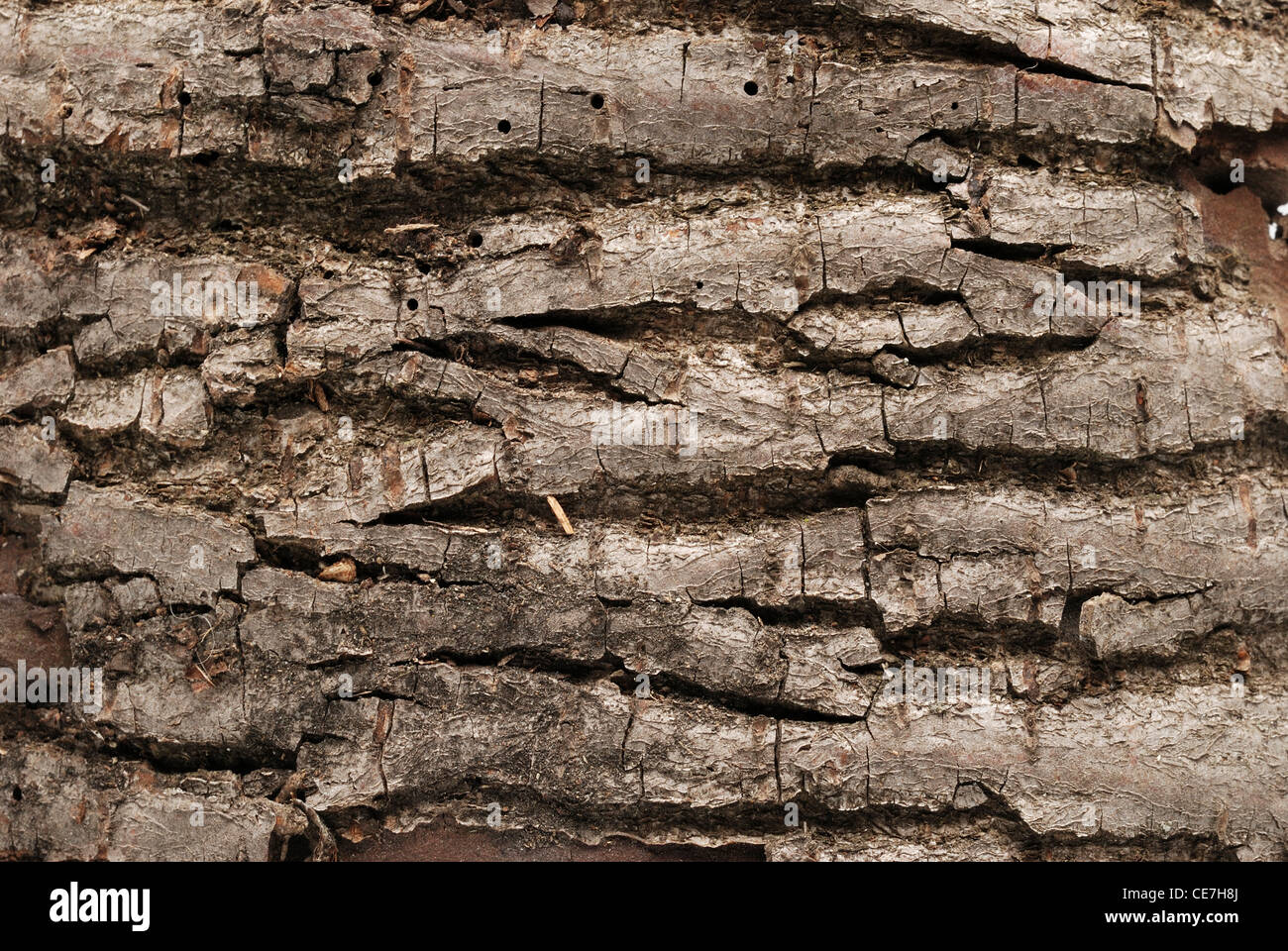 Mottled tree bark hi-res stock photography and images - Alamy