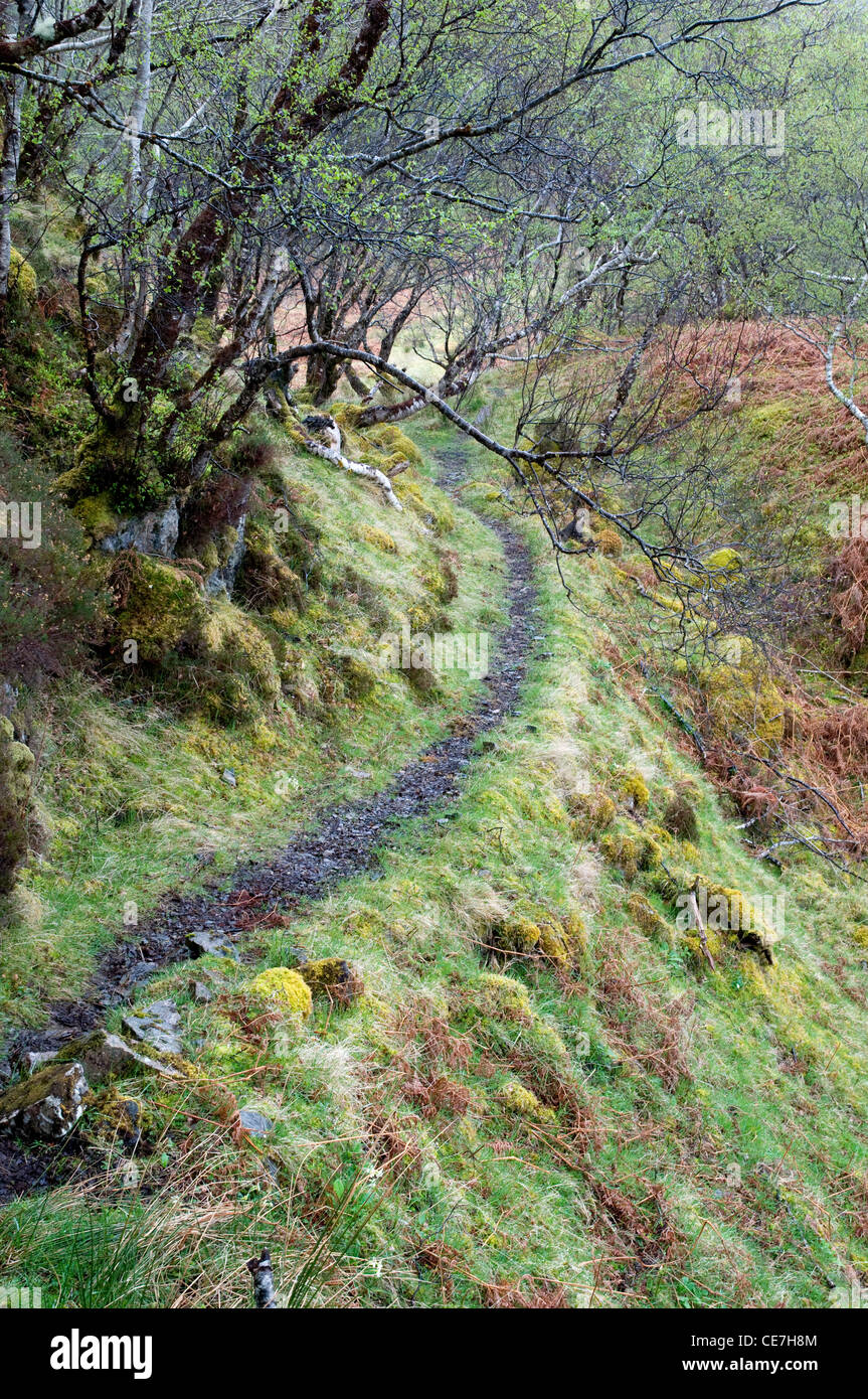 Woodland pathway scotland hi-res stock photography and images - Alamy