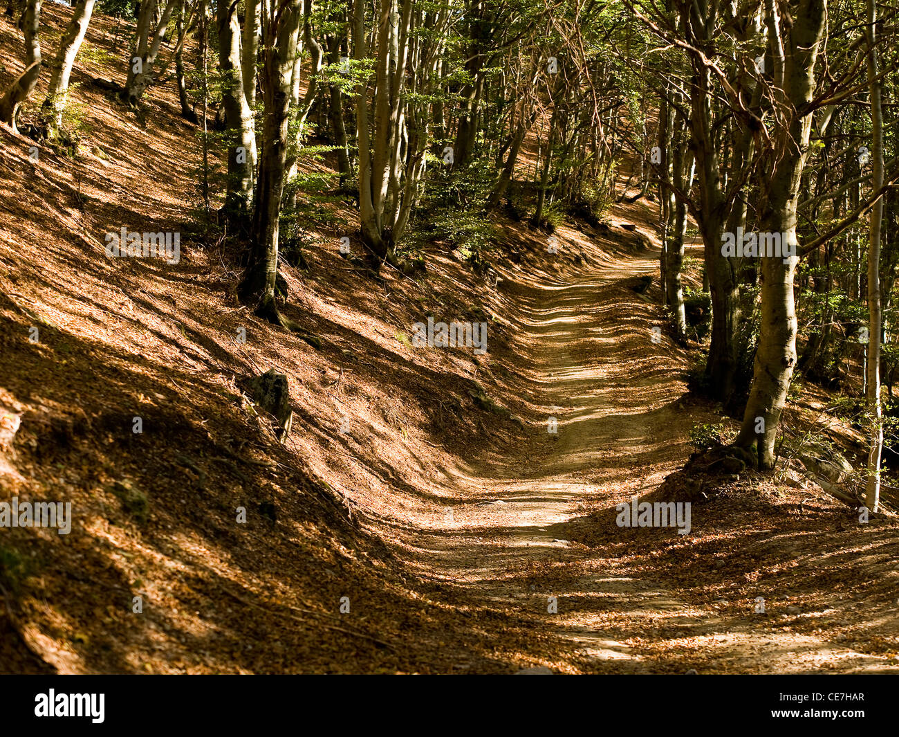 A pathway on Lombardy's mountain, Como Italy Stock Photo - Alamy