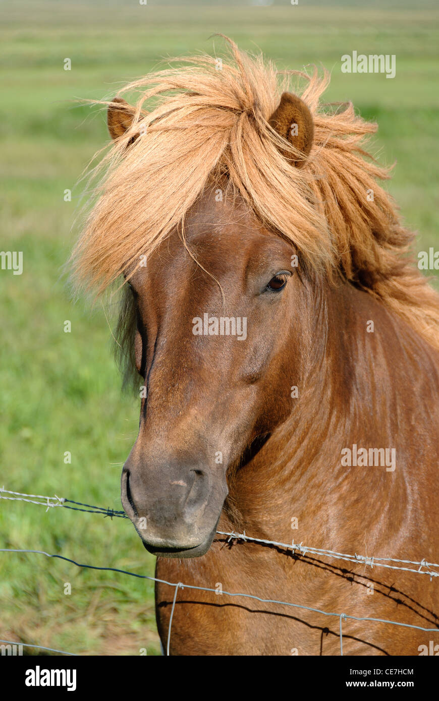 Horse with long mane in Iceland Stock Photo - Alamy