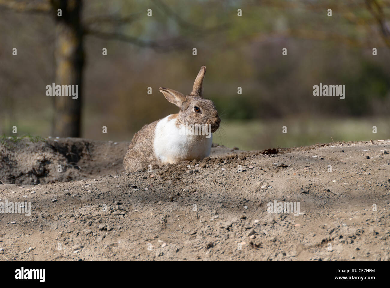 Rabbit eats grass hi-res stock photography and images - Alamy