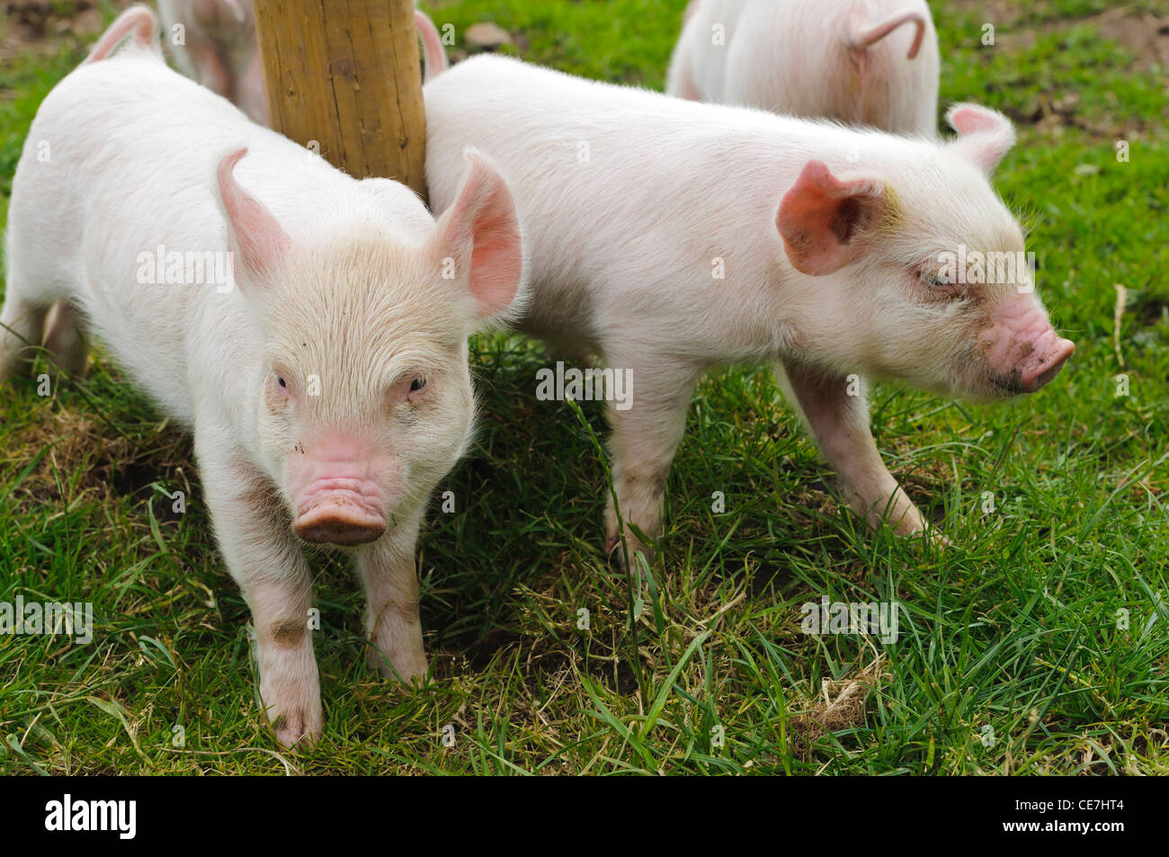 Young piglets playing together in field in Peak District National Park ...