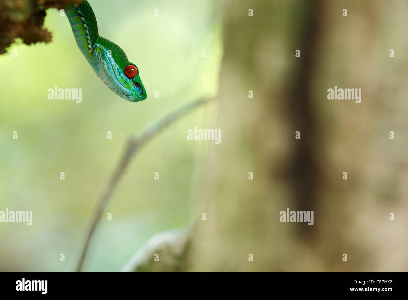 Ruby-eyed Green Pitviper (Cryptelytrops rubeus). Cat Tien National Park ...