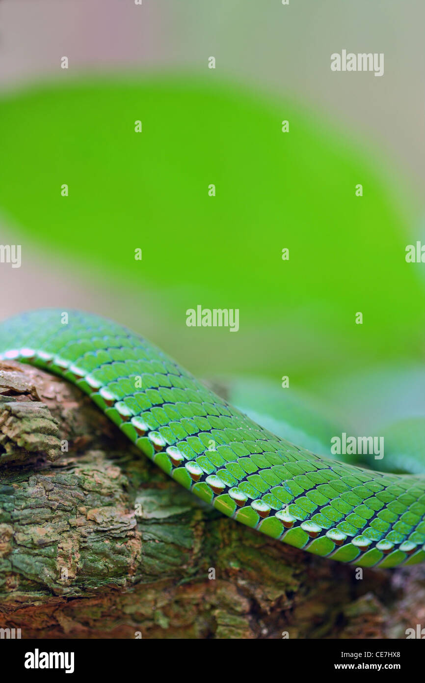 Ruby-eyed Green Pitviper (Cryptelytrops rubeus) skin detail. Cat Tien ...