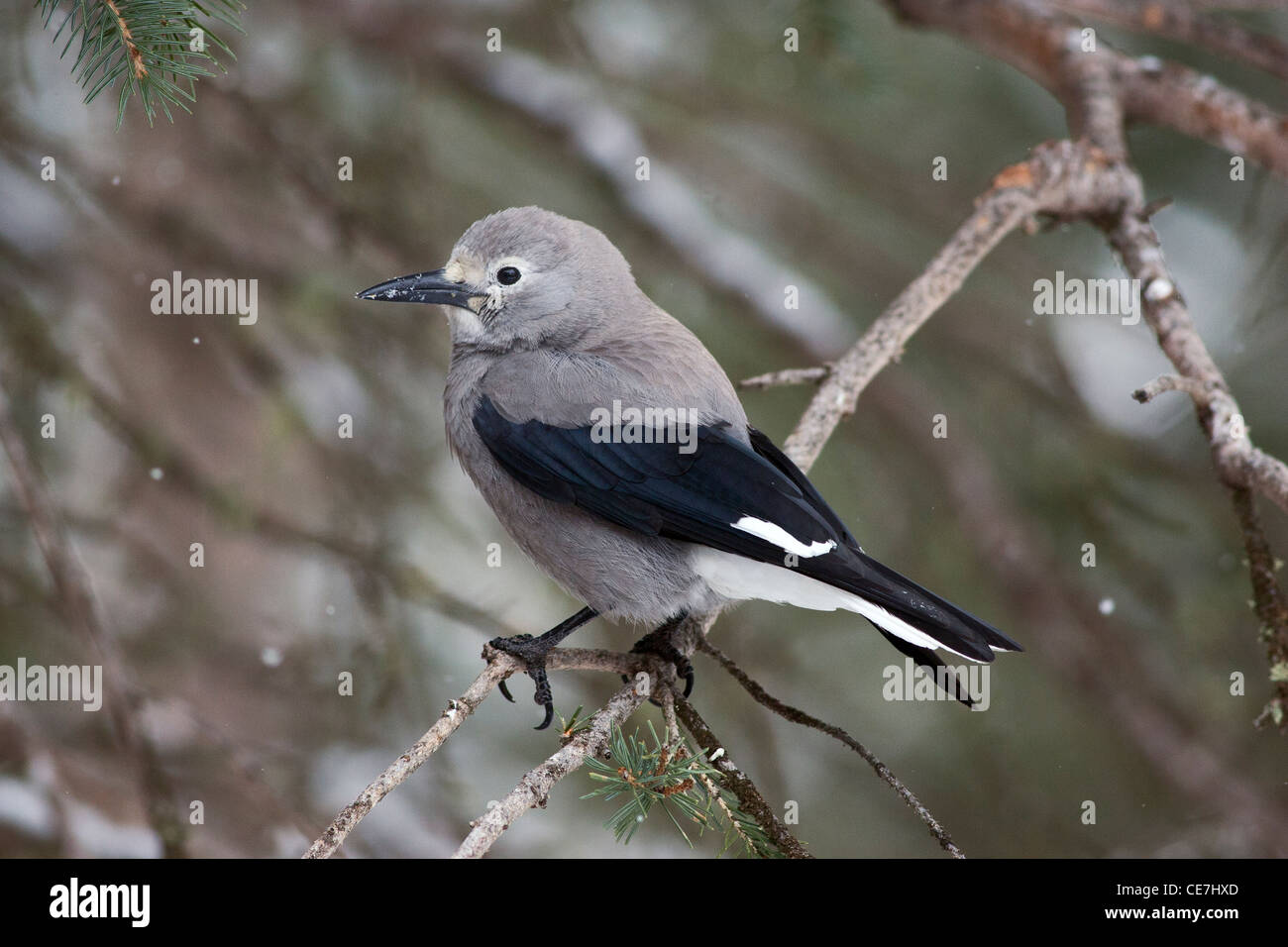 Nutcracker bird hi-res stock photography and images - Alamy