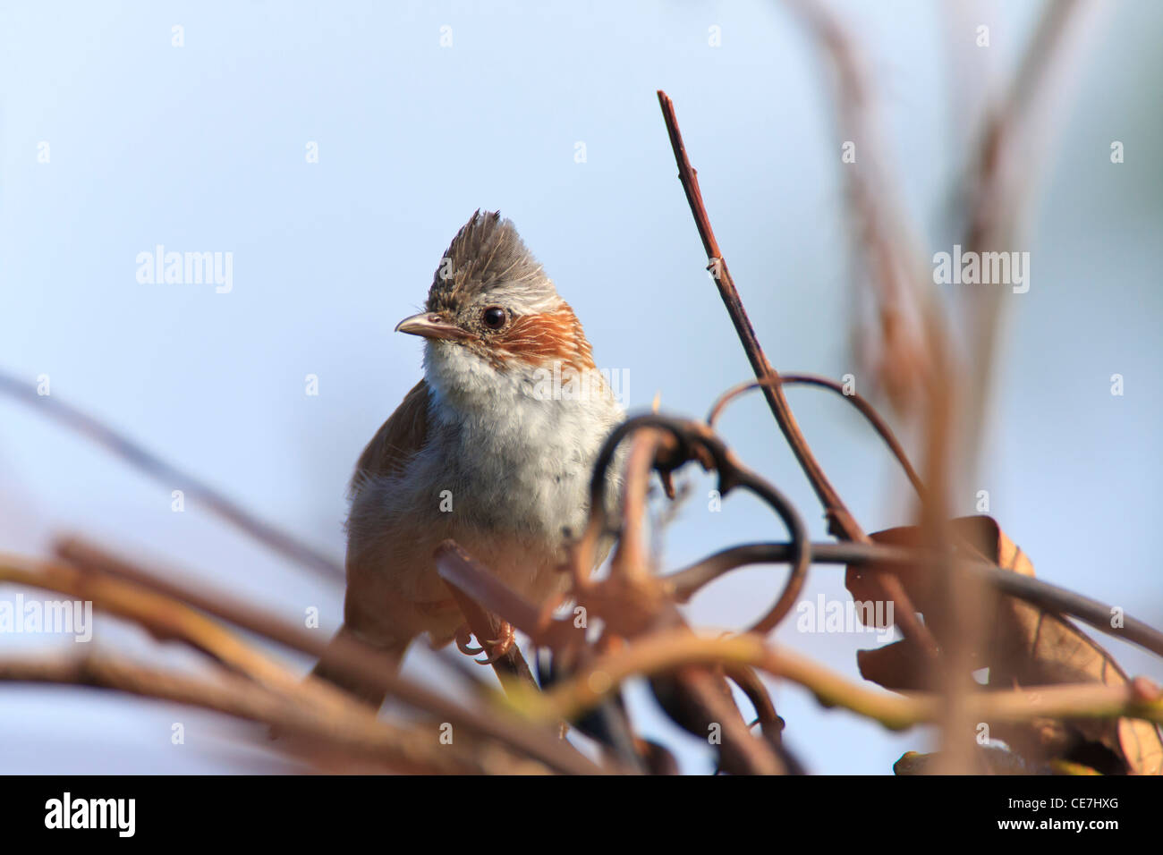 Vietnam Country Bird