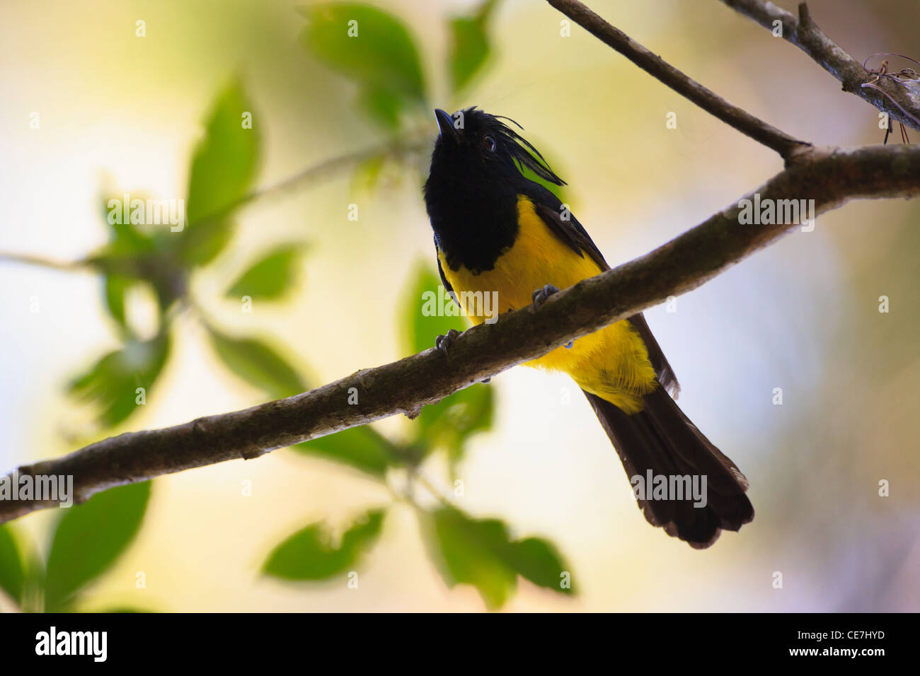 Sultan Tit (Melanochlora sultanea gayeti) perched on a tree. Bach Ma ...