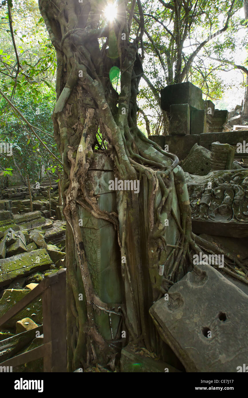 Banyan temple hi-res stock photography and images - Alamy