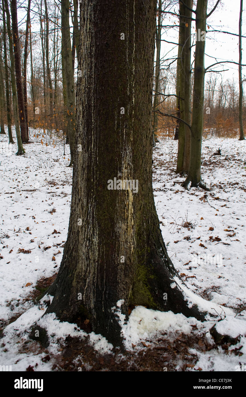 Spruce gum hi-res stock photography and images - Alamy