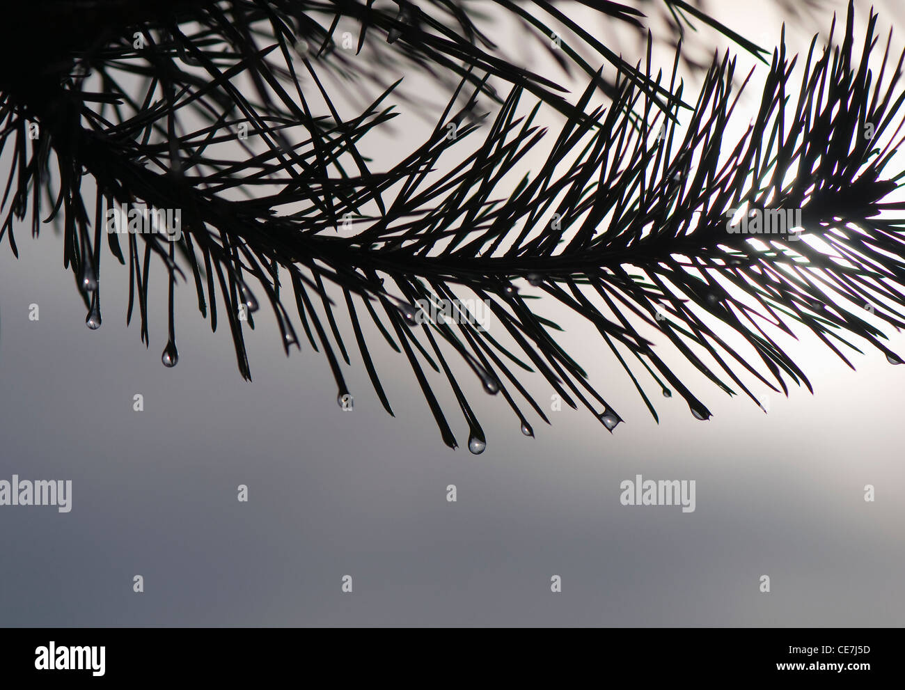twig of pine Stock Photo - Alamy