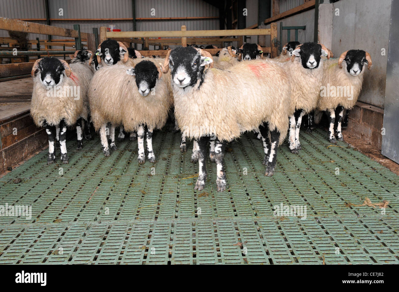 Sheep shed hi-res stock photography and images - Alamy