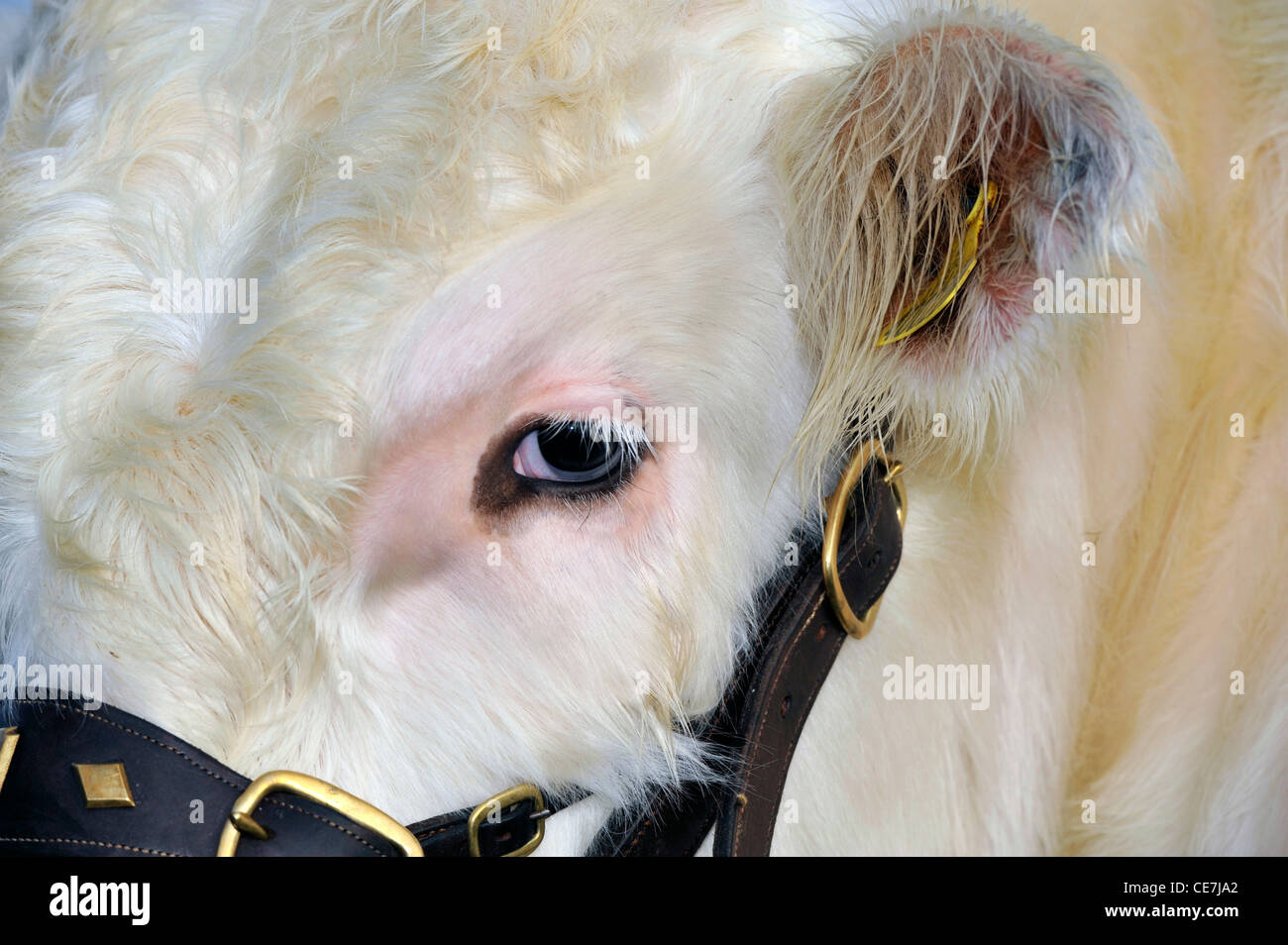 Beef bull hi-res stock photography and images - Alamy