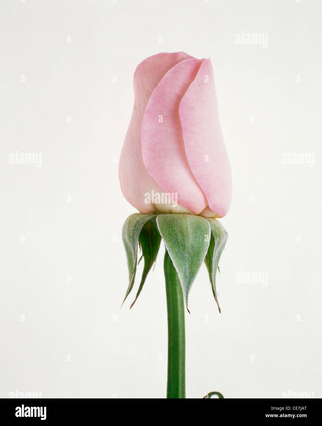 Rose, Rosa - variety not identified, Pink, White Stock Photo - Alamy
