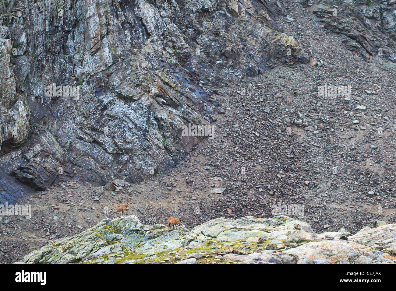 Pyrenean Chamois (Rupicapra pyrenaica pyrenaica) in a mountain slope ...