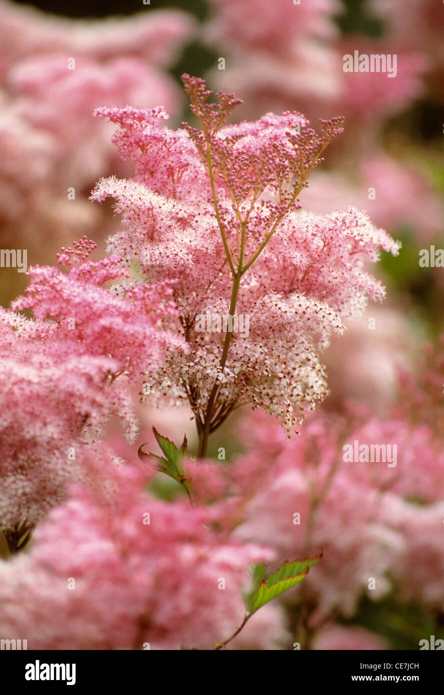 Dropwort, Filipendula vulgaris, Pink Stock Photo - Alamy