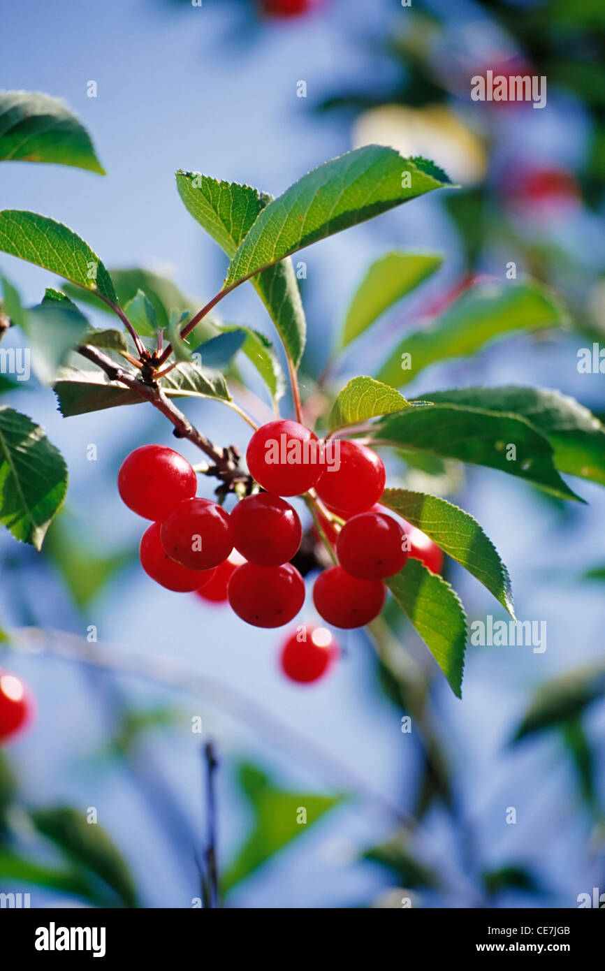 Cherry, Prunus, Red Stock Photo - Alamy
