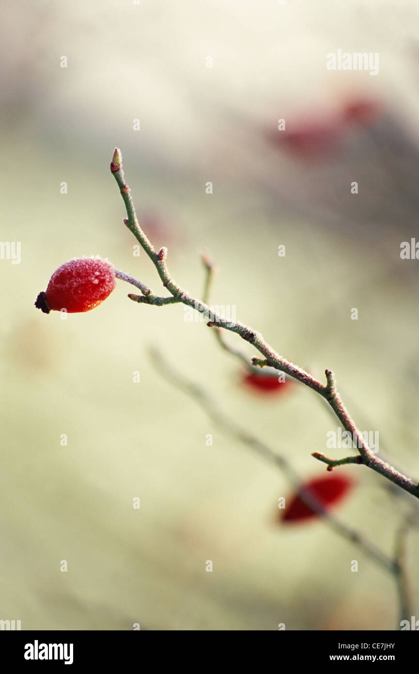 Rosehip, Rosa canina, Red Stock Photo - Alamy