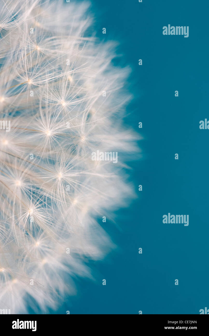 Dandelion clock, Taraxacum officinale, White, Blue Stock Photo - Alamy