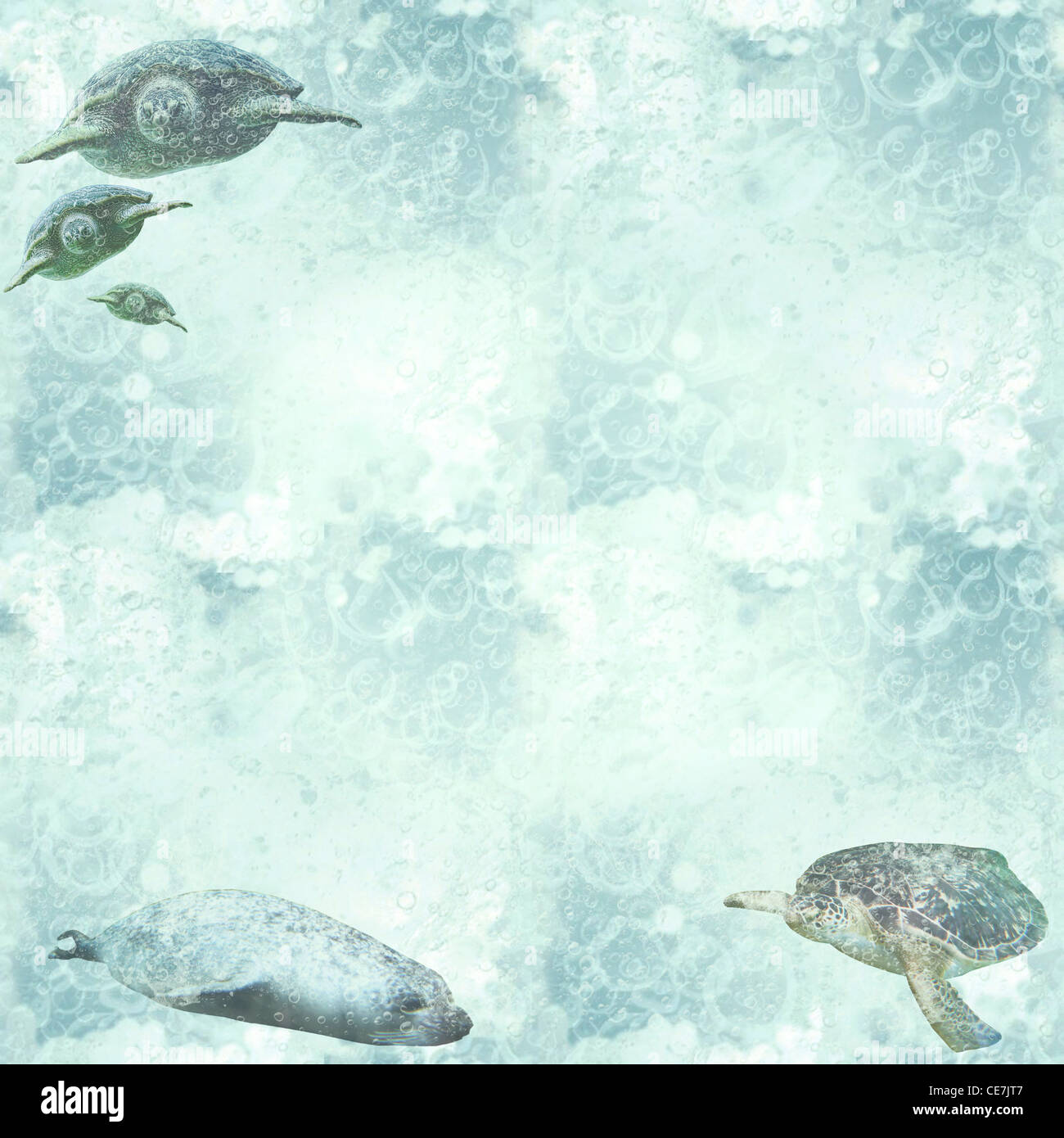 turtles swimming underwater and a seal Stock Photo - Alamy