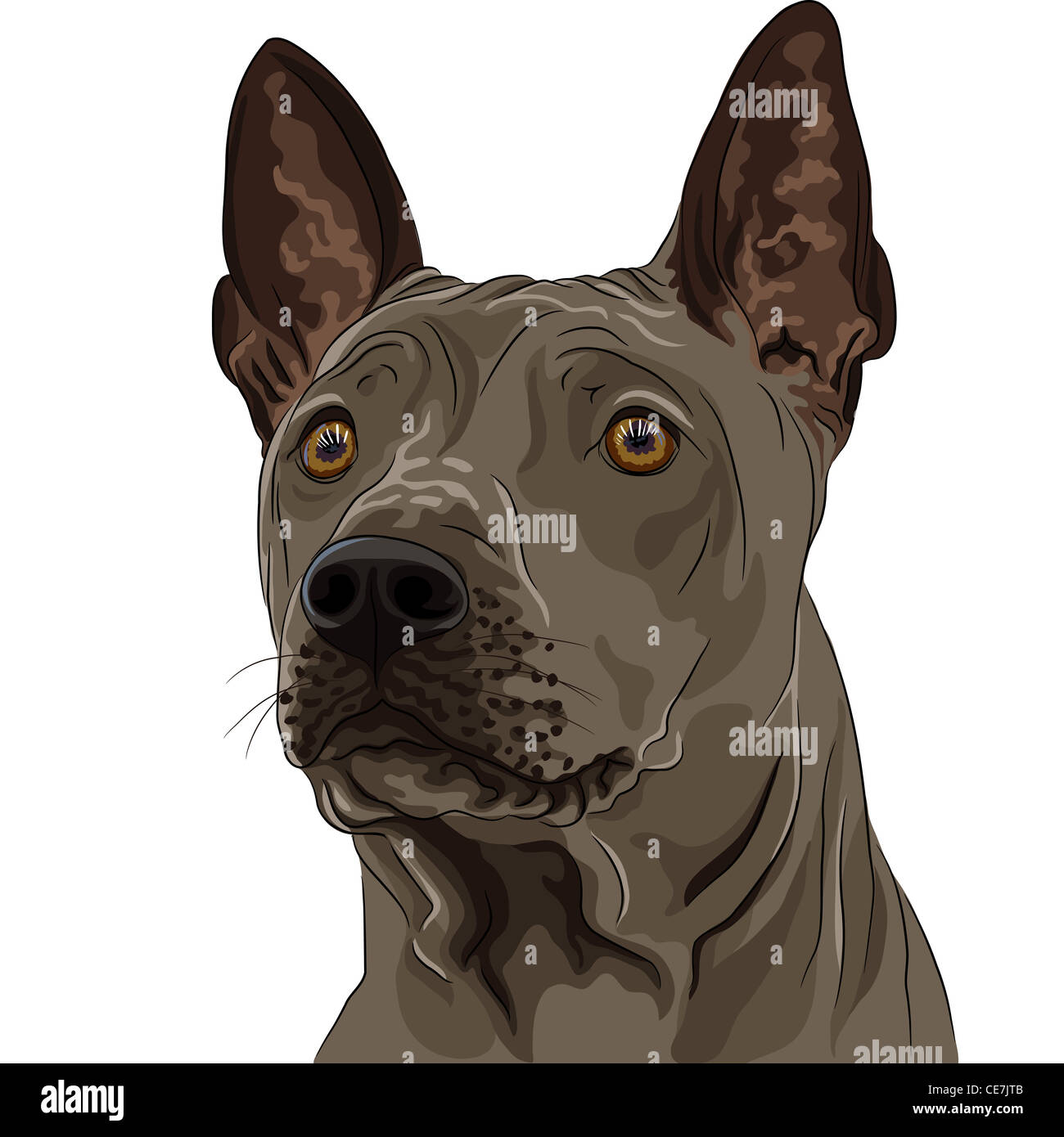 Red Thai Ridgeback