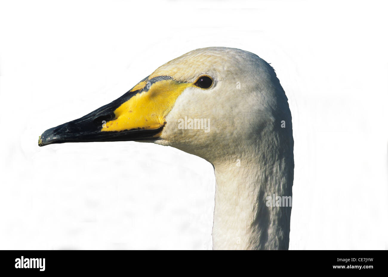 Portrait of Whopper Swan (Cygnus cygnus) Cut Out Portrait on White ...