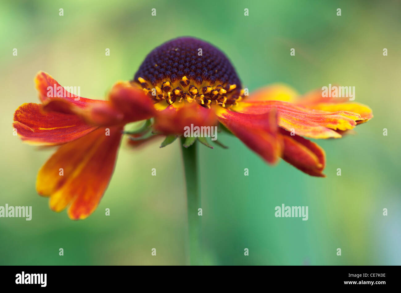 Orange helenium flower hi-res stock photography and images - Alamy