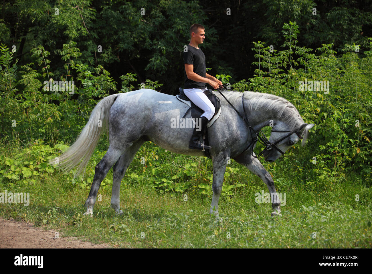 Horse and rider partnership hi-res stock photography and images - Alamy