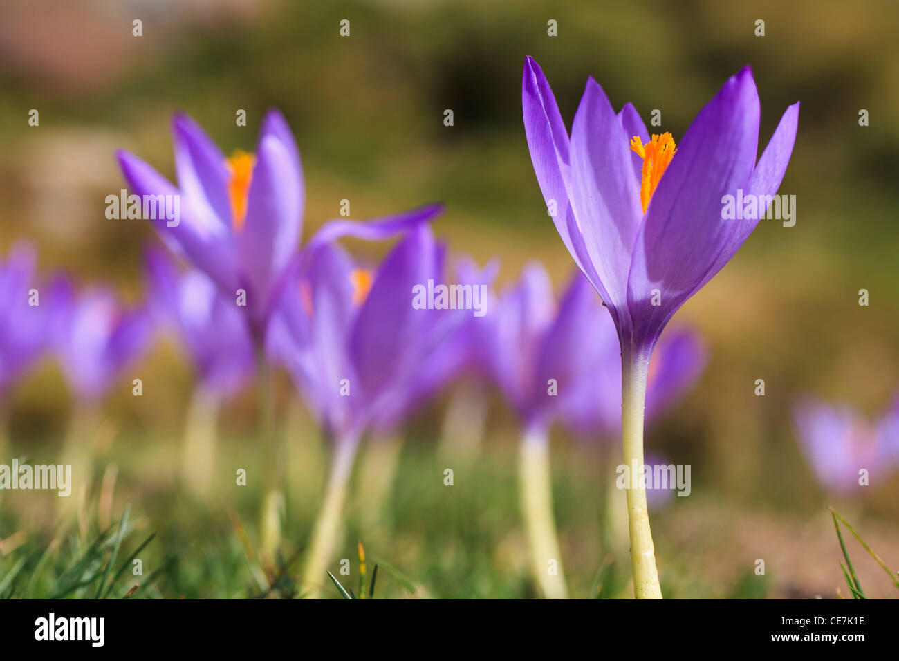 Wild Crocus (Crocus nudiflorus) flowering. Posets-Maladeta Natural Park ...