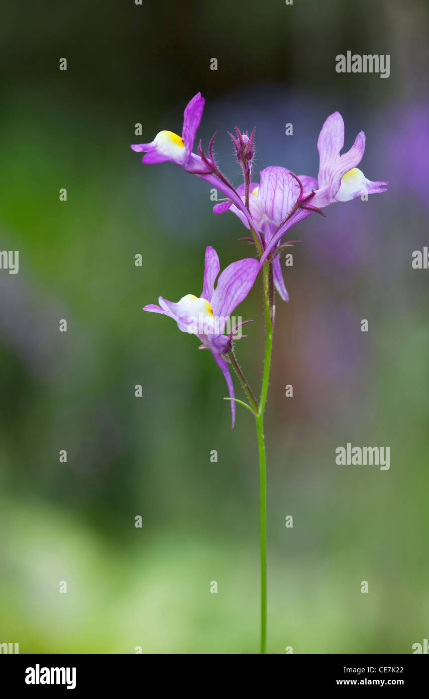 Fairy toadflax, Linaria moroccanan , Purple Stock Photo - Alamy