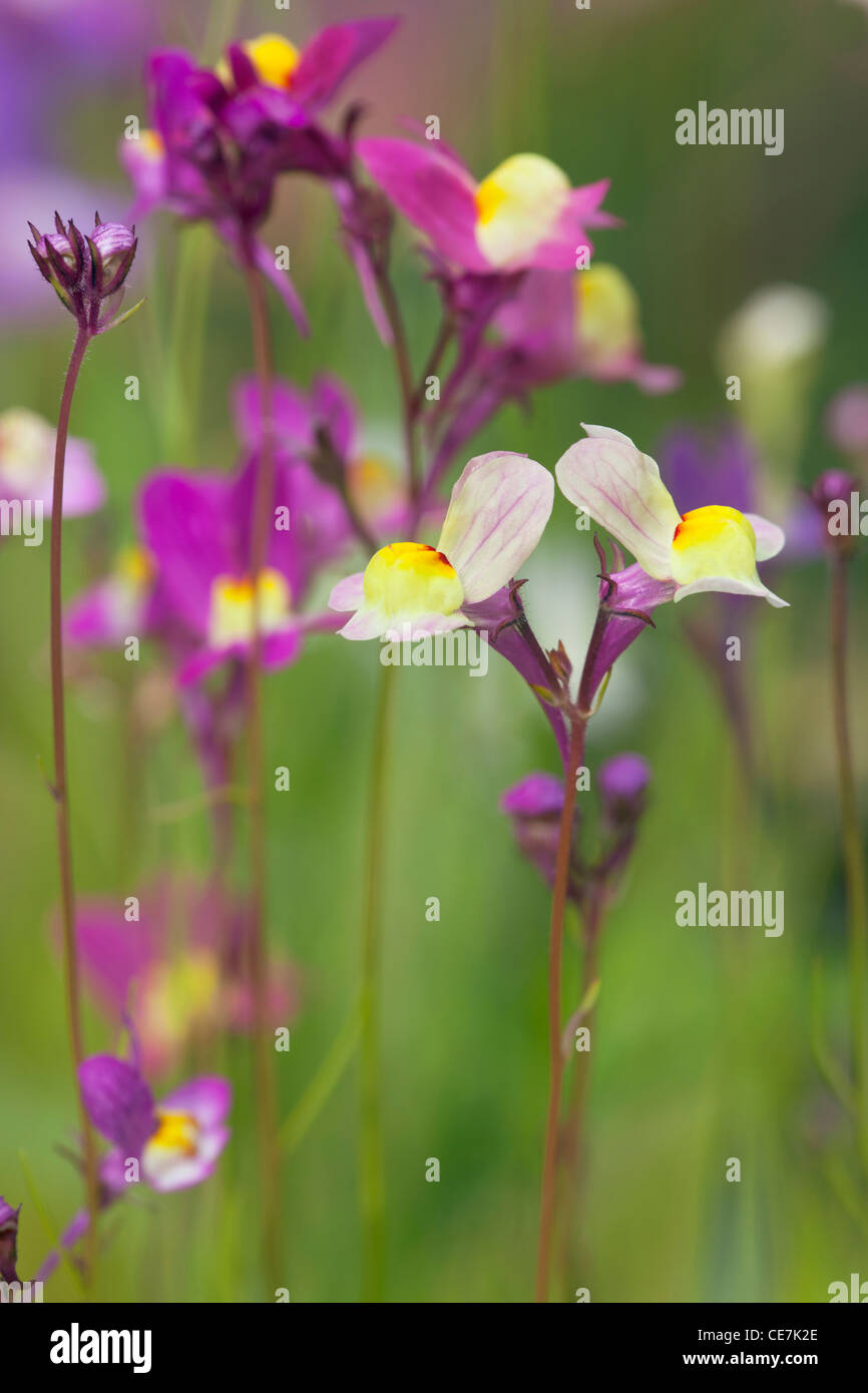 Fairy toadflax, Linaria moroccanan , Mixed colours Stock Photo - Alamy