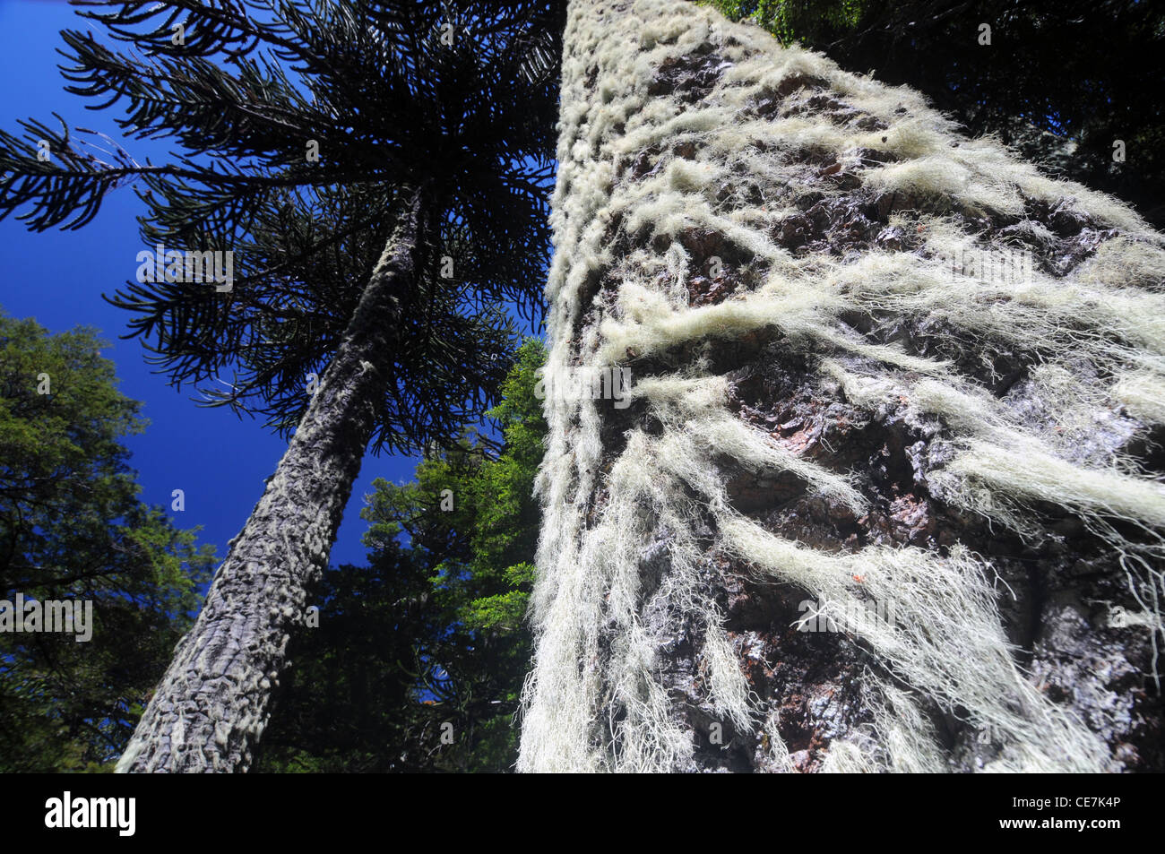 Monkey puzzle trees hi-res stock photography and images - Alamy