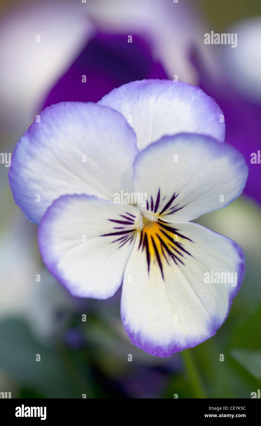 Viola, Viola 'Sorbet Ocean Breeze', White Stock Photo - Alamy