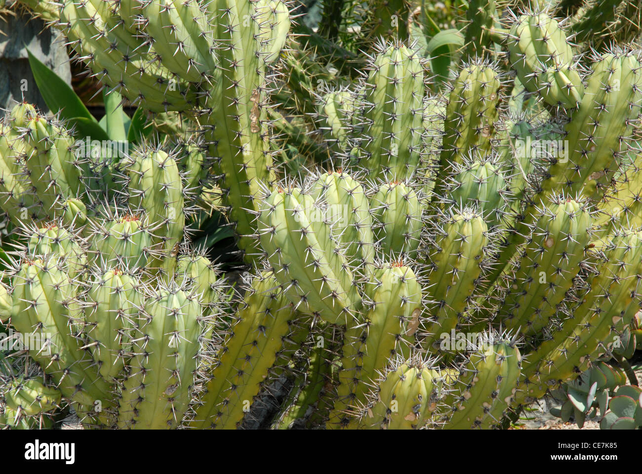 Cactus plant in garden, Monte Carlo, Monaco Stock Photo - Alamy