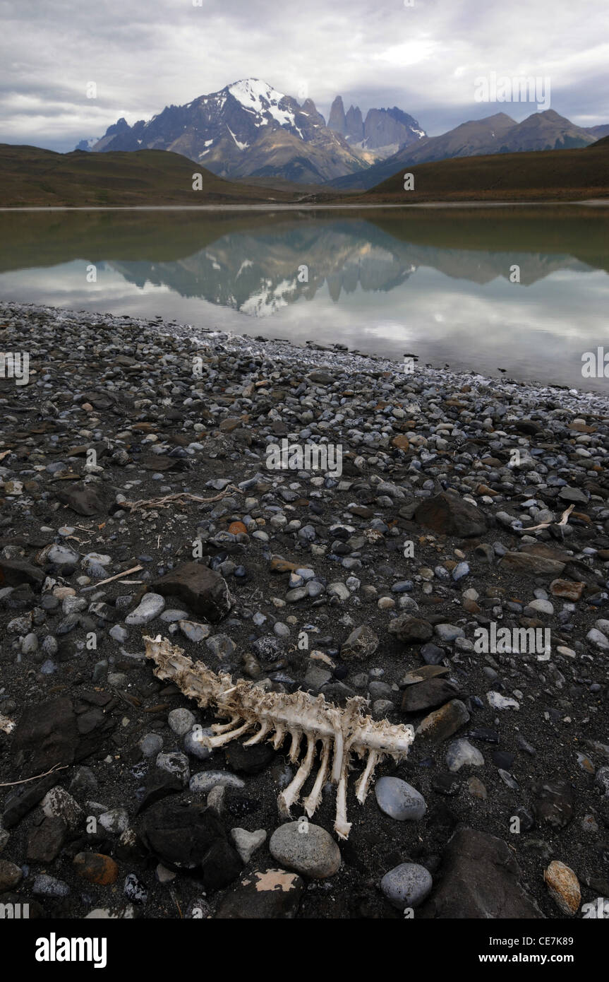 Guanaco skeleton on the shores of Laguna Amarga, Torres del Paine ...
