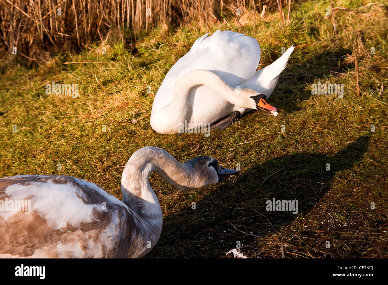 Two swans eating pieces of bread near a pond in urban Dundee of a cold ...