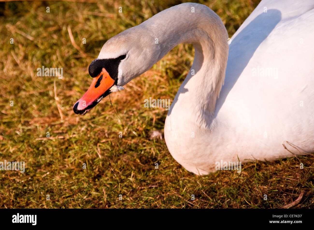 Closeup of a Cygnus olor Swan eating a piece of bread on a sunny winter ...
