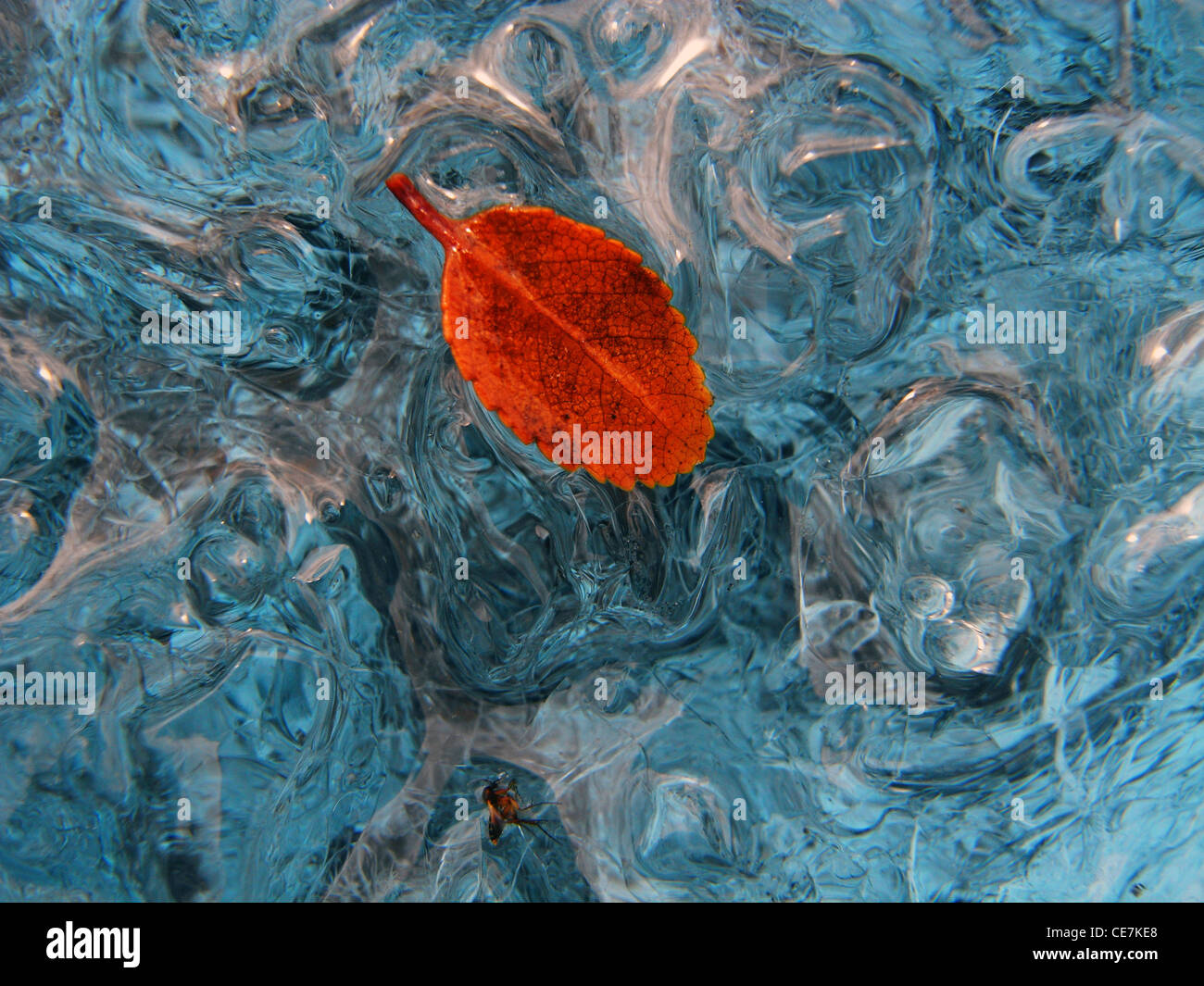 Lenga (Nothofagus) leaf frozen onto melting surface of glacier, Perito ...