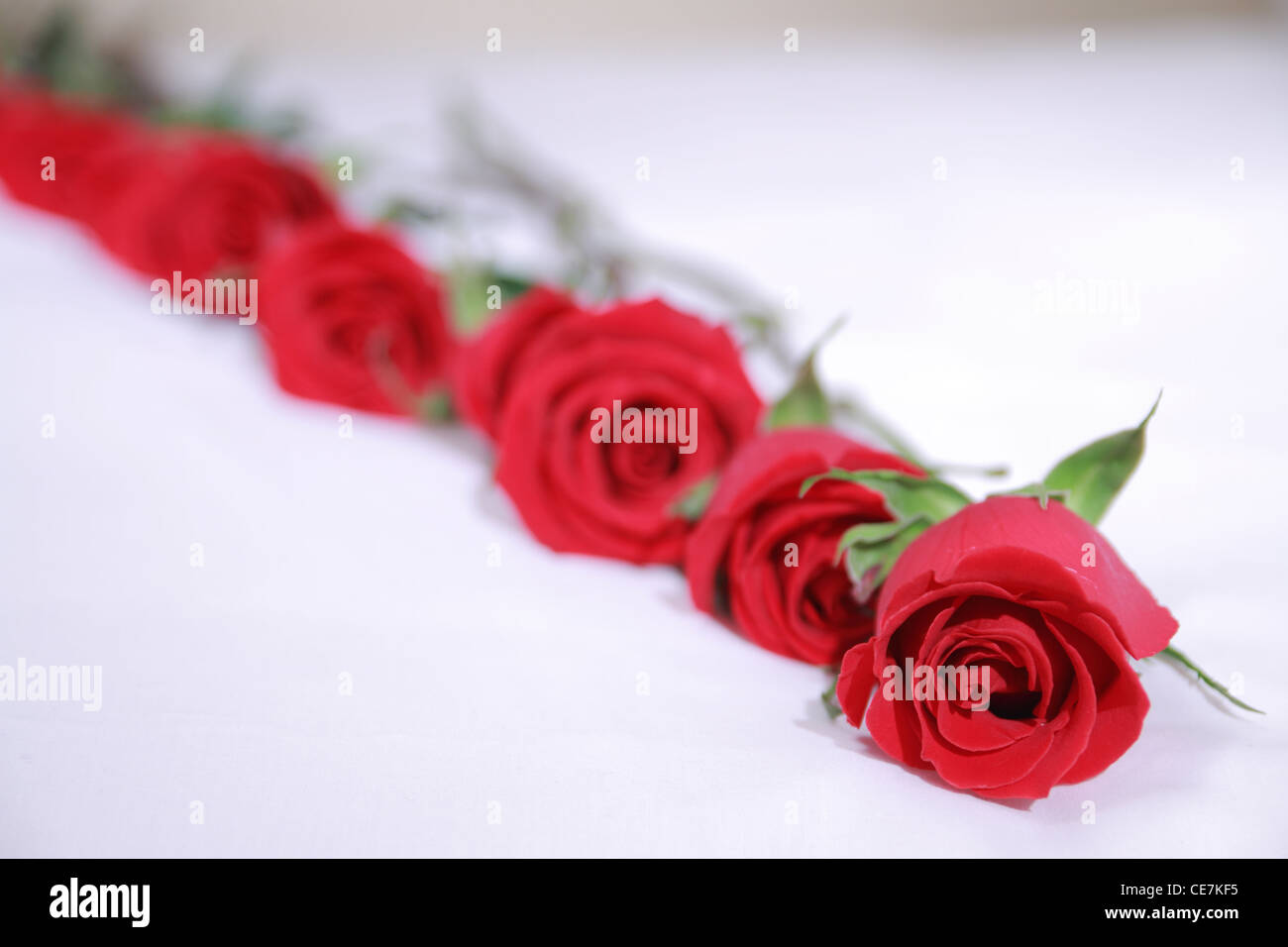 roses line up on a bed Stock Photo - Alamy