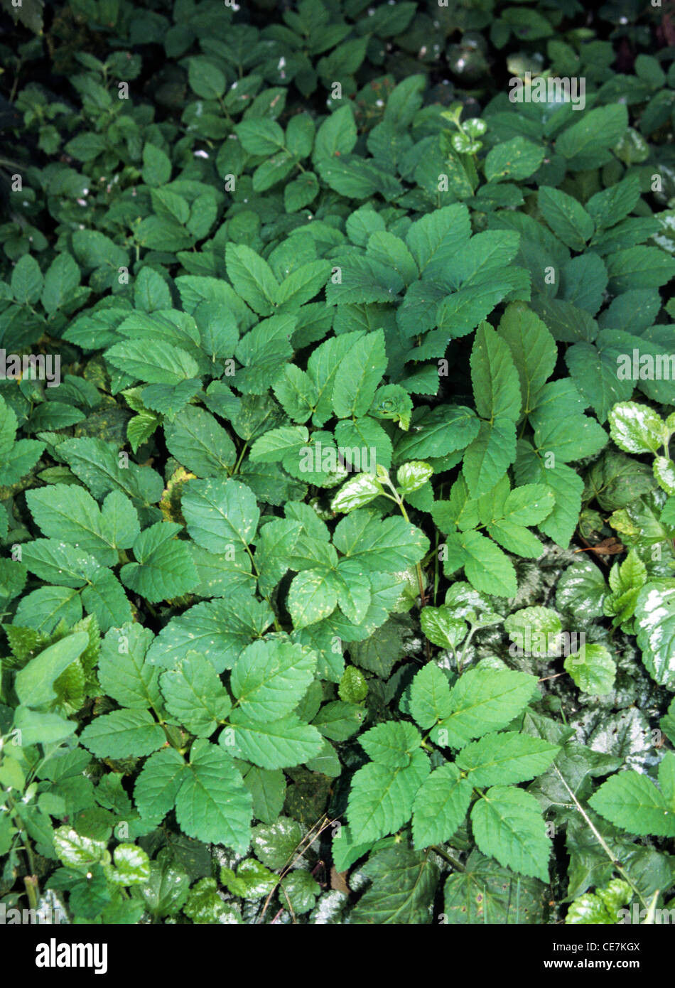 Ground elder (aegopodium podugraria) growing profusely in a garden ...