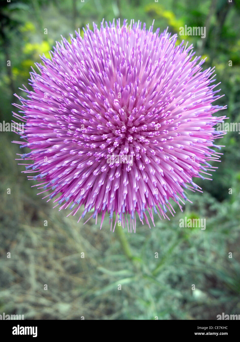 Thistles purple flowers hi-res stock photography and images - Alamy