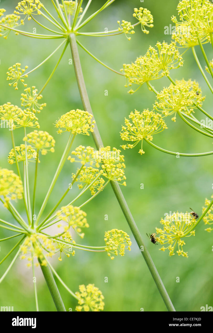 Fennel, Foeniculum vulgare, Yellow, Green Stock Photo - Alamy