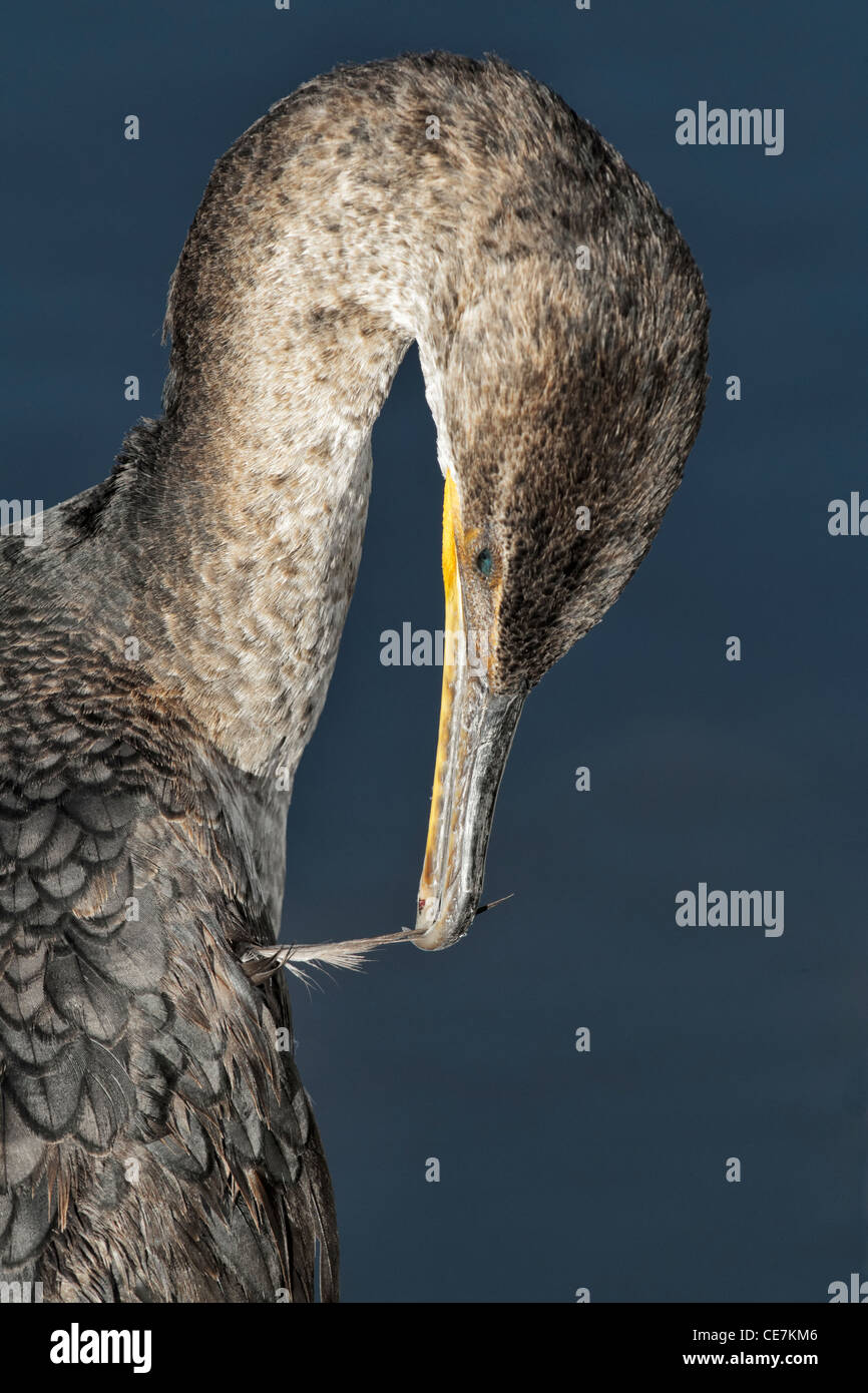 Double crested Cormorant - facial portrait of bird preening Stock Photo ...