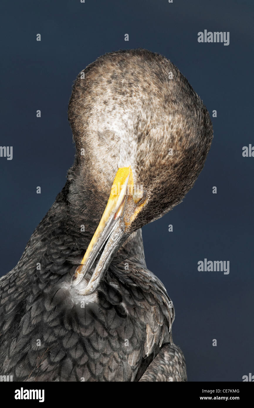 Double crested Cormorant - facial portrait of bird preening Stock Photo ...