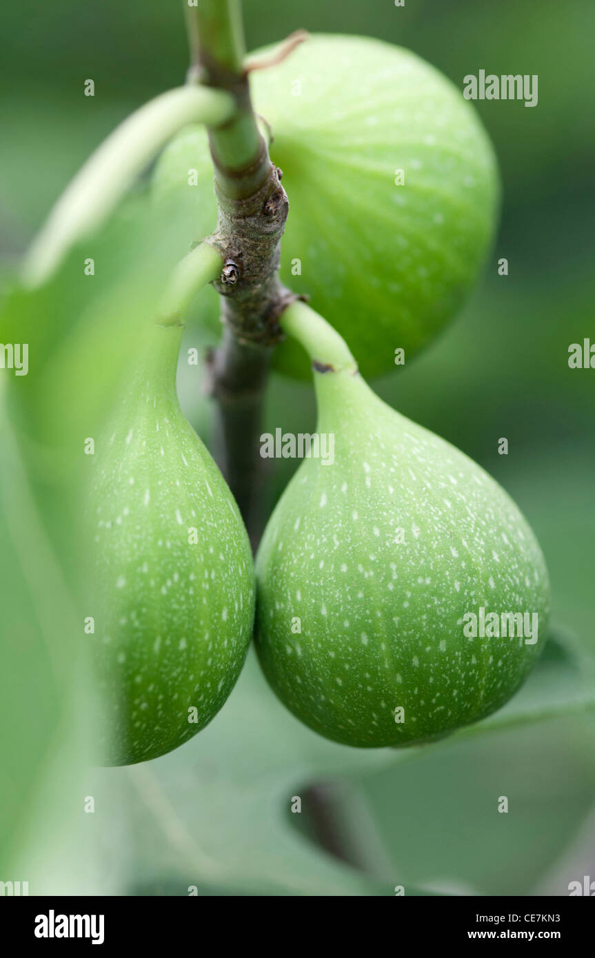 Unripe green fruit of Ficus carica 'Excel' growing on the branch of a ...