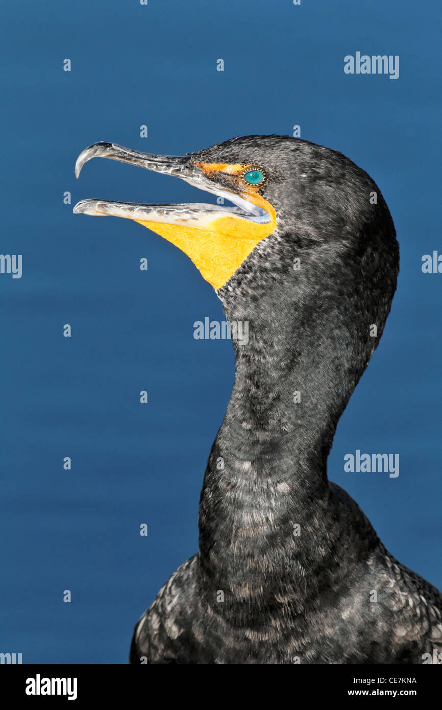 Double crested cormorant portrait hi-res stock photography and images ...