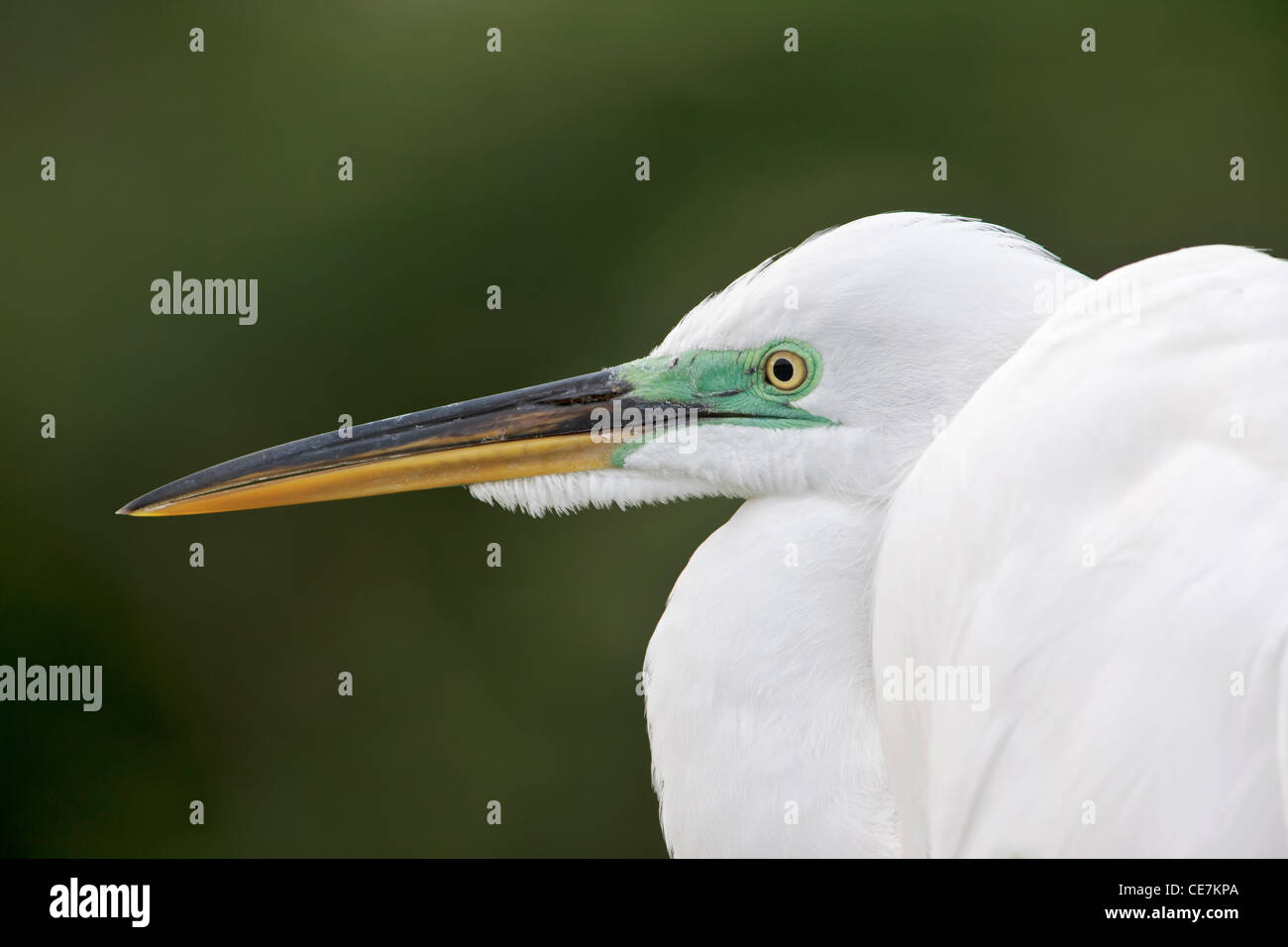 Great white egret face hi-res stock photography and images - Alamy