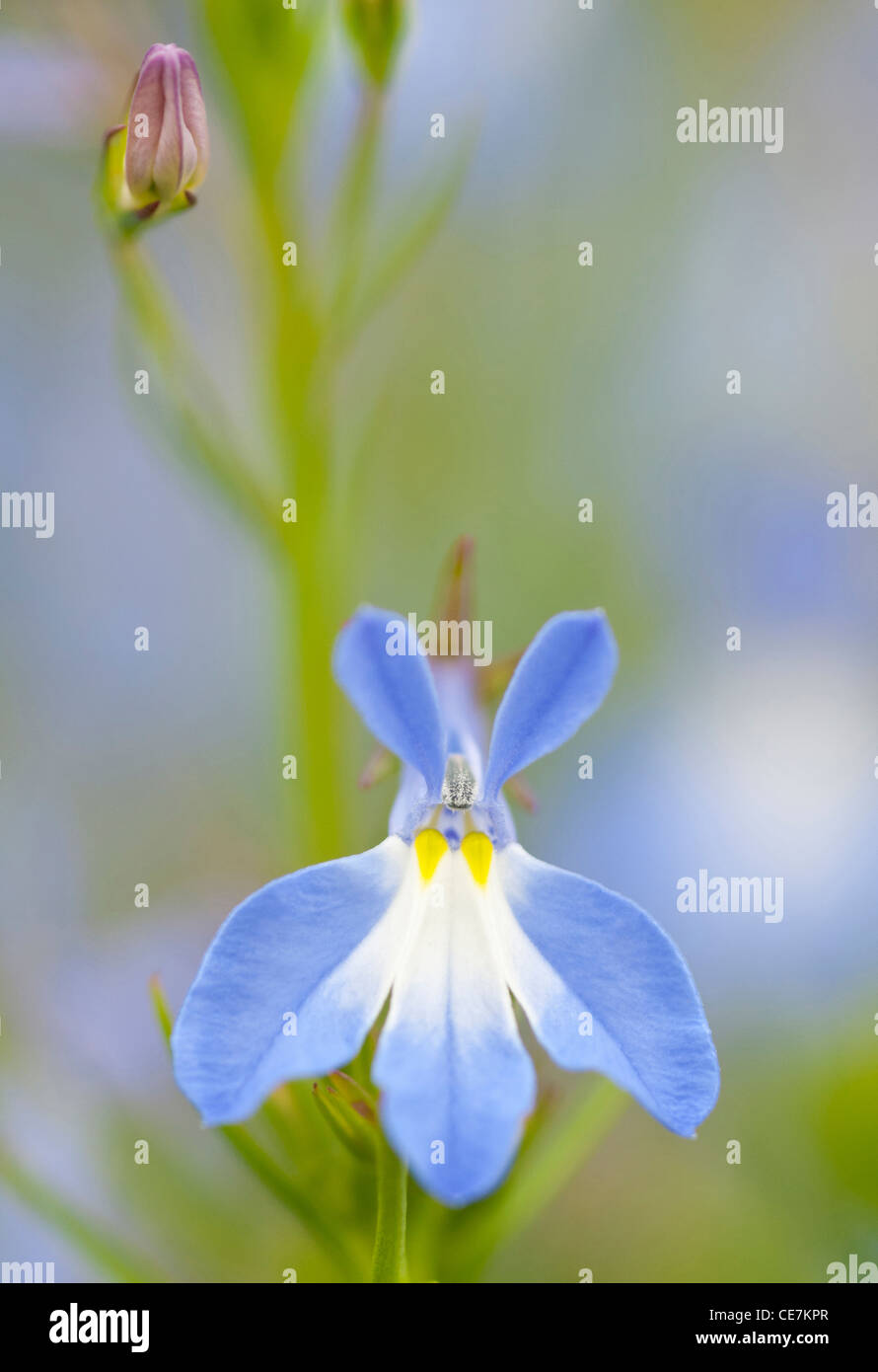 Lobelia hi-res stock photography and images - Alamy