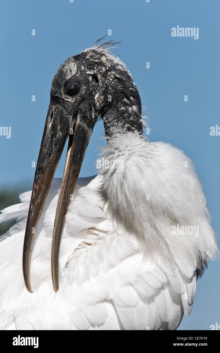 Wood Stork - adult bird preening Stock Photo - Alamy
